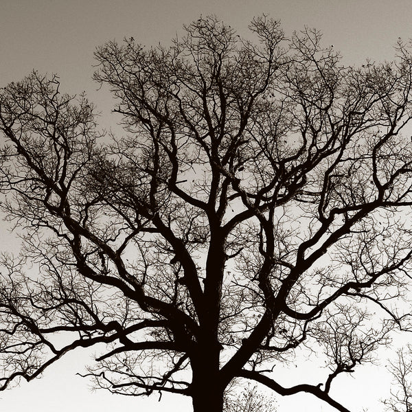 Early Winter Tree | McGaw Graphics