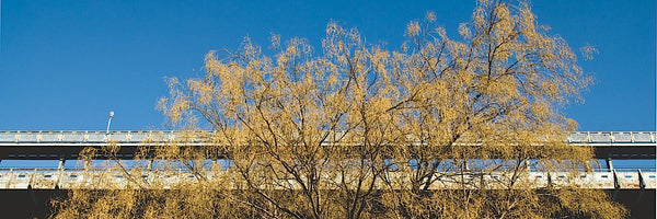 Golden Tree | McGaw Graphics