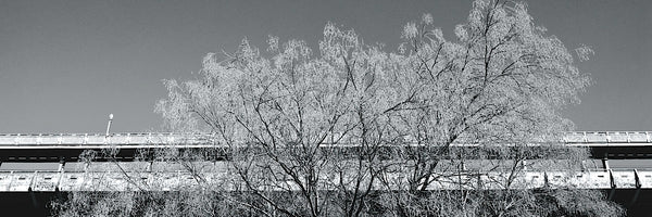 Golden Tree (b/w) | McGaw Graphics