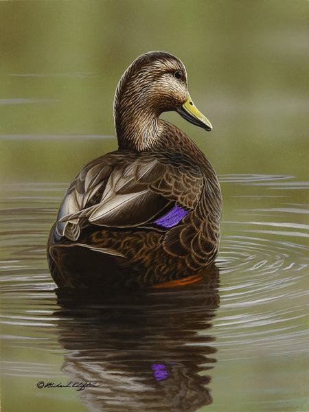 At Rest - Black Duck | McGaw Graphics