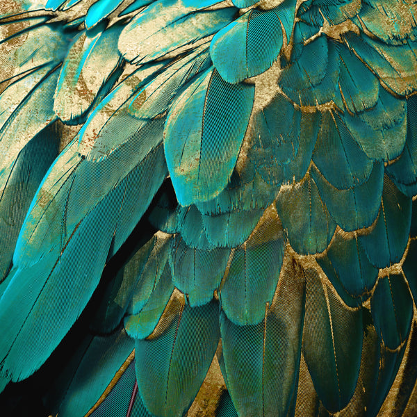 Feather Glitter Teal and Gold | McGaw Graphics