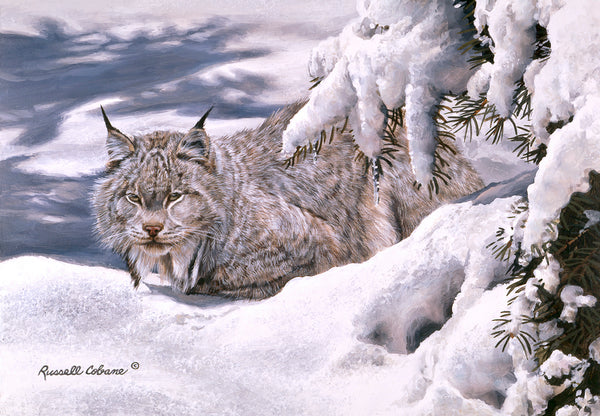 Winter Lynx | McGaw Graphics