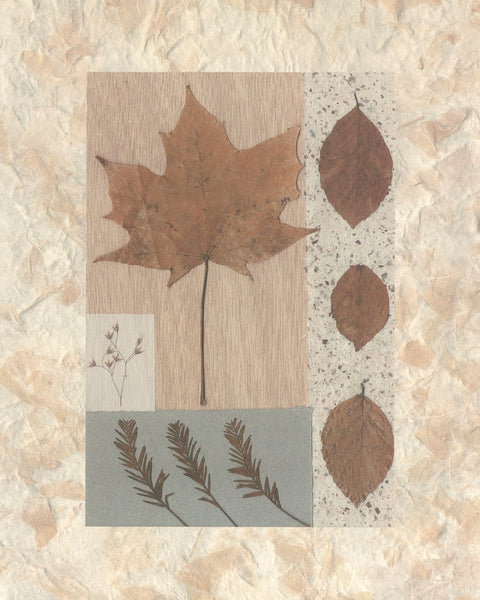Copper Beech | McGaw Graphics