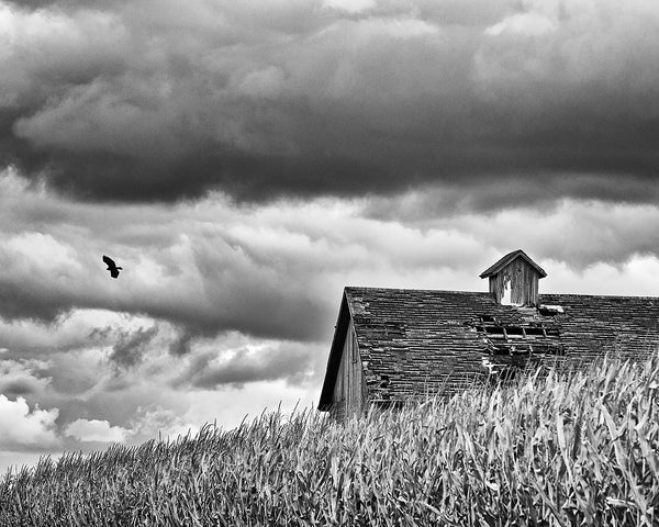 Flying Solo | McGaw Graphics