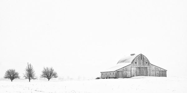 Three Apple Trees | McGaw Graphics