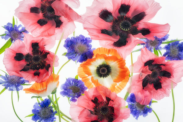 Poppy Flower Display | McGaw Graphics