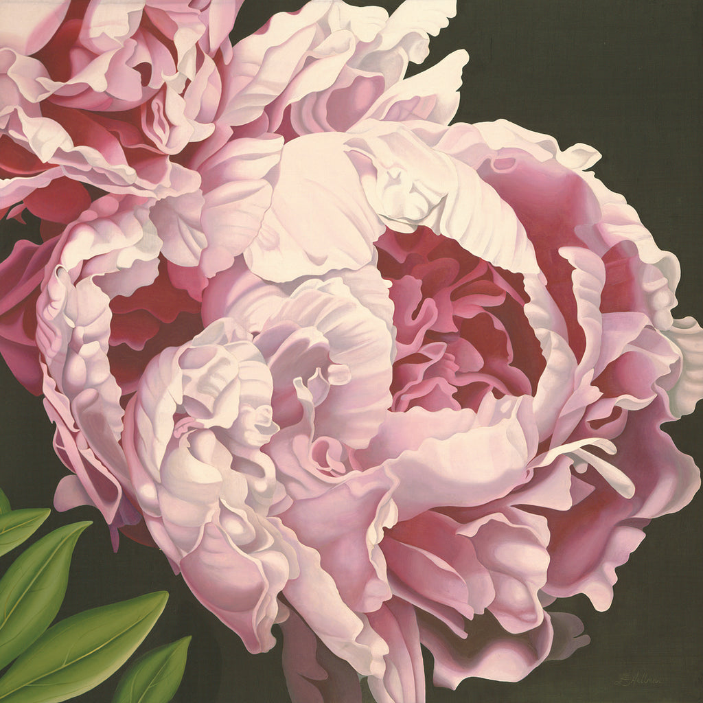 Peony II | McGaw Graphics