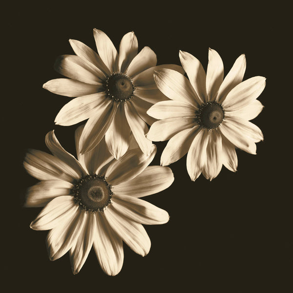 Three Black-Eyed Susans | McGaw Graphics