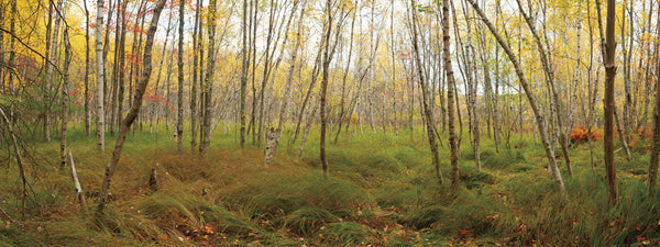 Birch Forest Panorama | McGaw Graphics