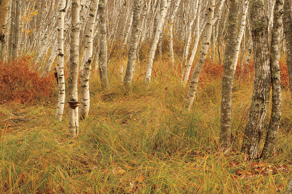 Autumn Aspens | McGaw Graphics