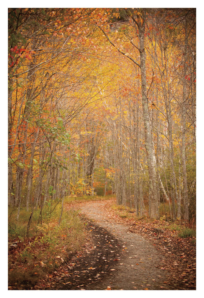 Winding Autumn Path | McGaw Graphics