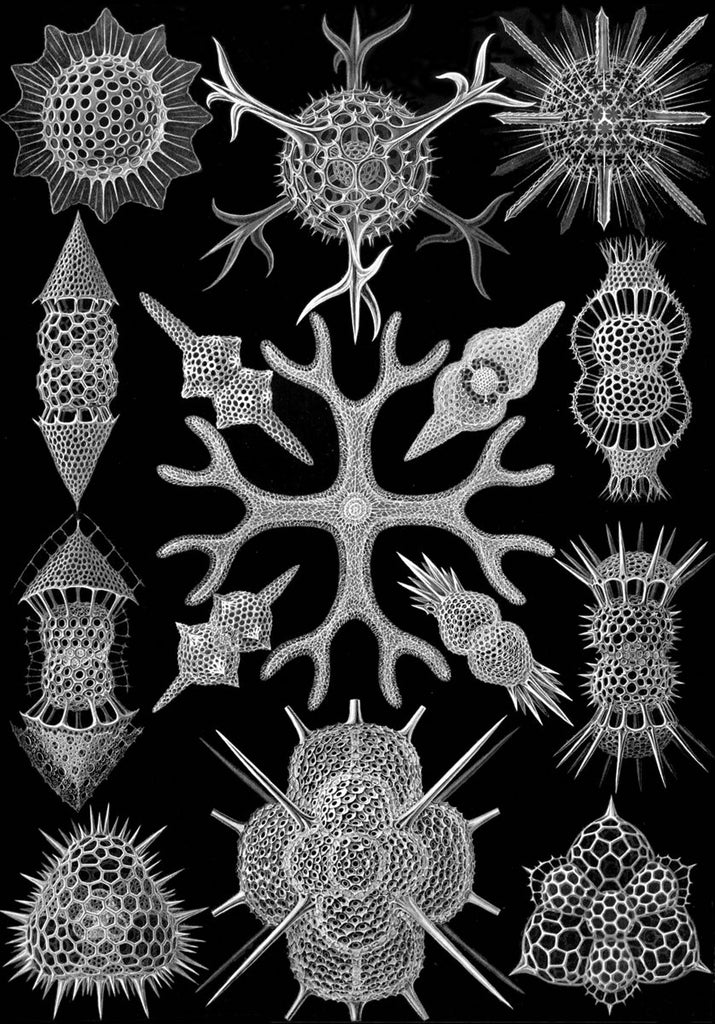 Microscopic Spumellaria | McGaw Graphics