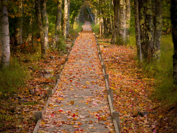 Autumn Path | McGaw Graphics