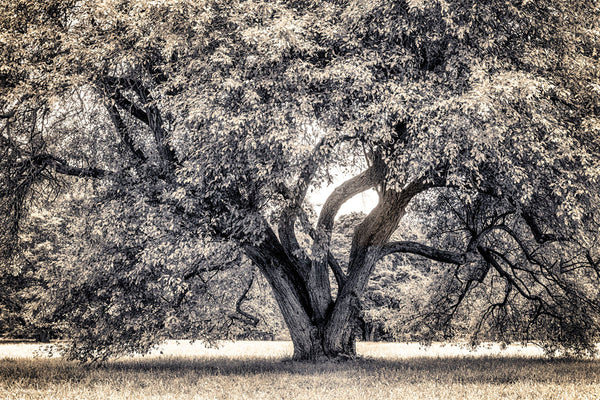 Spreading Tree | McGaw Graphics