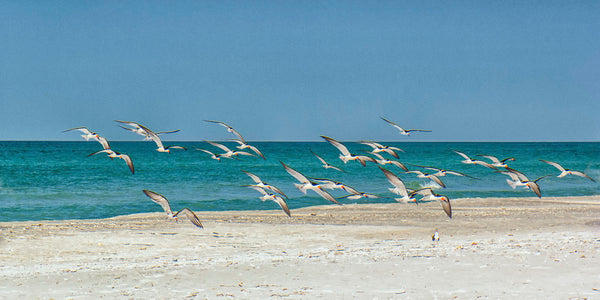 Beach Skimmers | McGaw Graphics