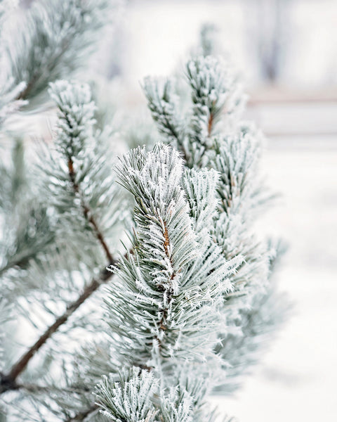 Winter Sage | McGaw Graphics