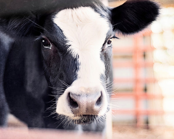 Baby Holstein (color) | McGaw Graphics