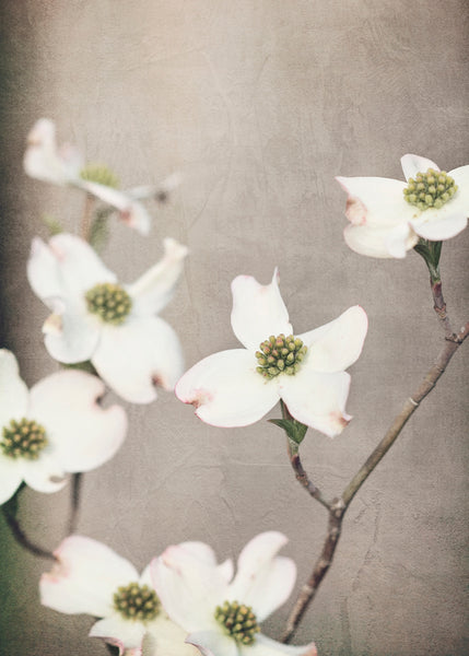Rustic Dogwoods | McGaw Graphics