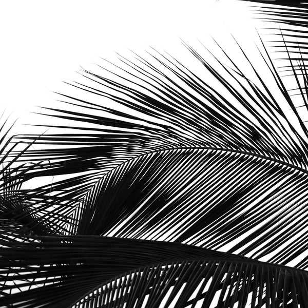 Palms 13 (detail) | McGaw Graphics