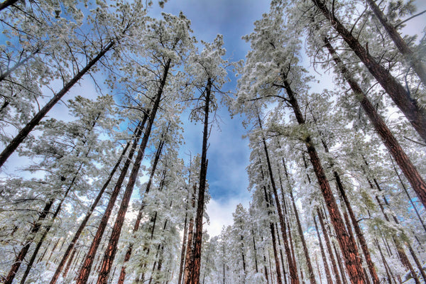 Pine Stretch | McGaw Graphics