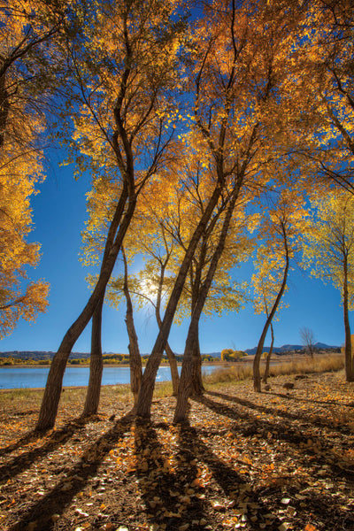 Skinny Fall | McGaw Graphics