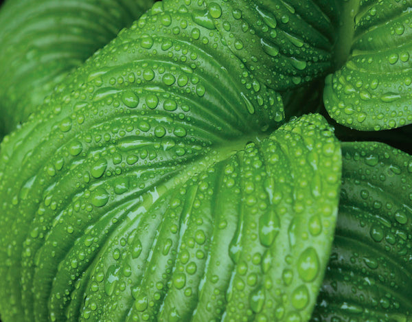 After the Rain 6839 | McGaw Graphics