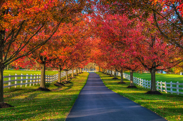 Lane in Fall | McGaw Graphics