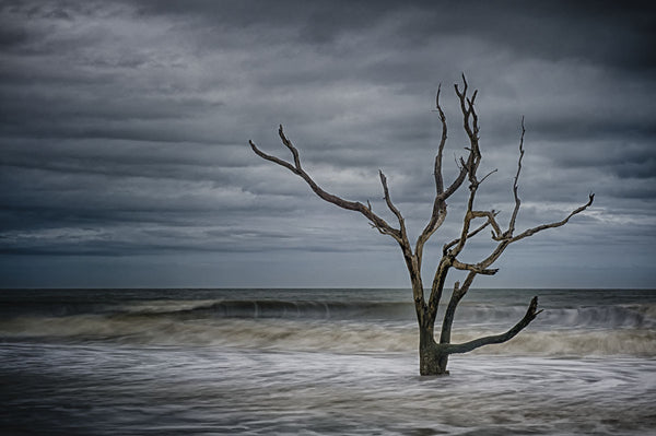 Tree on Botany Bay | McGaw Graphics