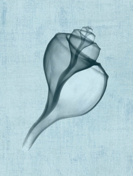 Channelled Whelk (light blue) | McGaw Graphics