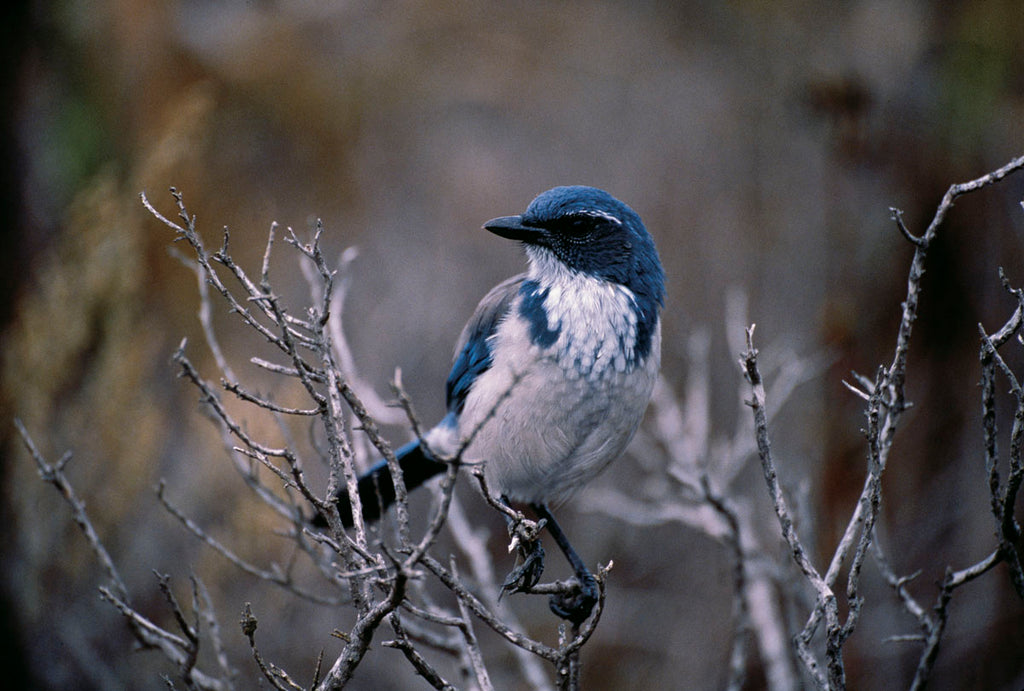 Scrub Jay | McGaw Graphics