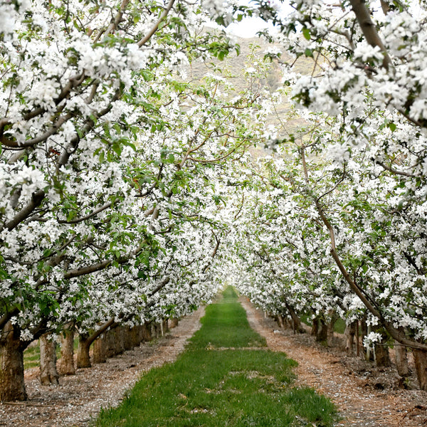 Orchard in Bloom | McGaw Graphics