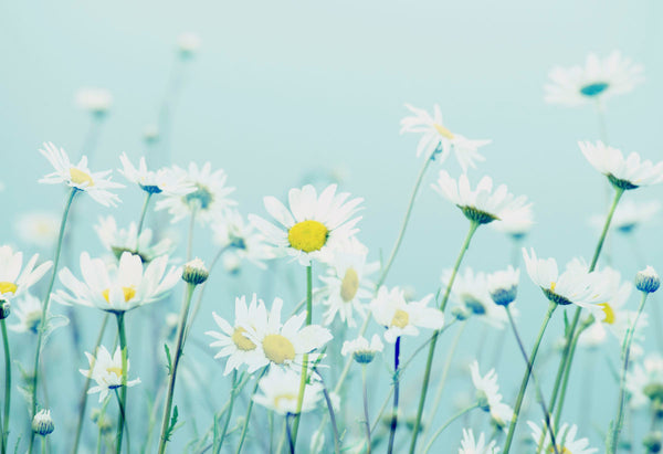 Dancing Daisies | McGaw Graphics
