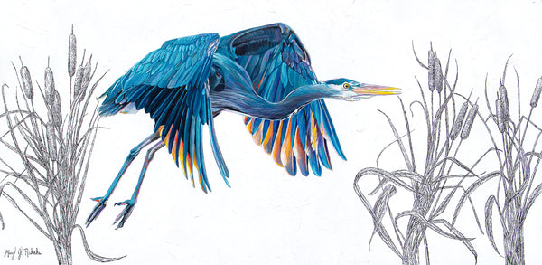 Swift in Flight | McGaw Graphics