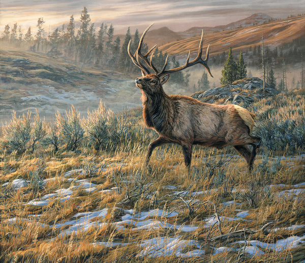 Head Held High (Bull Elk) | McGaw Graphics