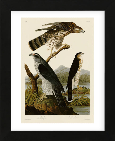 Goshawk and Stanley Hawk (Framed) | McGaw Graphics