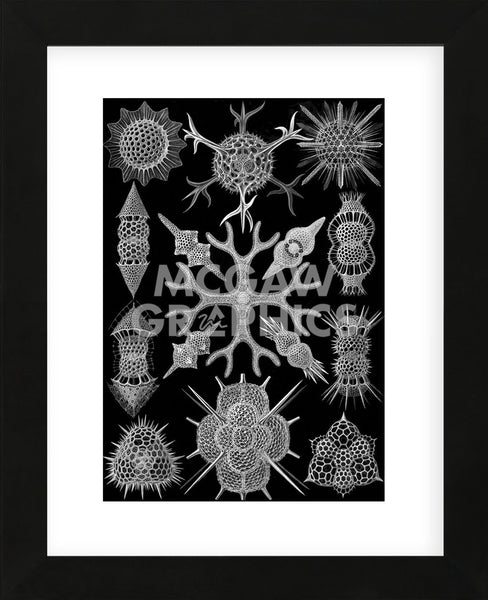 Microscopic Spumellaria (Framed) | McGaw Graphics