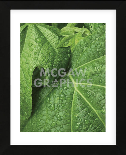 After the Rain 2028 (Framed) | McGaw Graphics