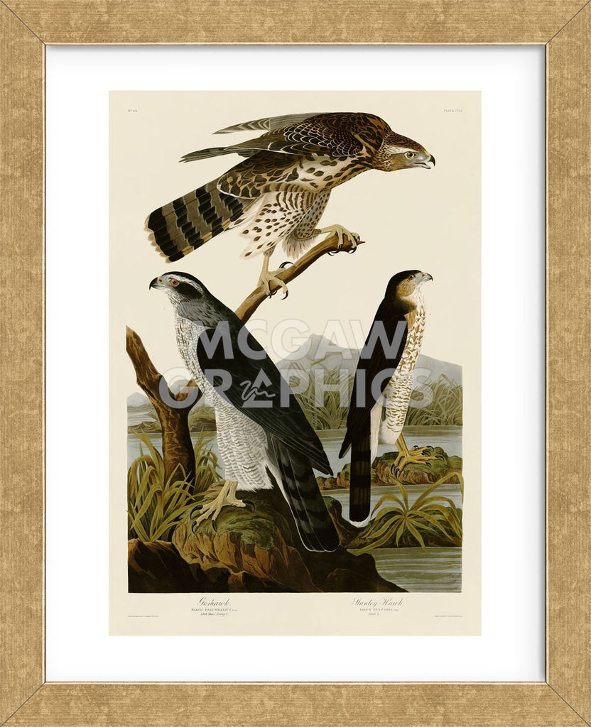 Goshawk and Stanley Hawk (Framed) | McGaw Graphics