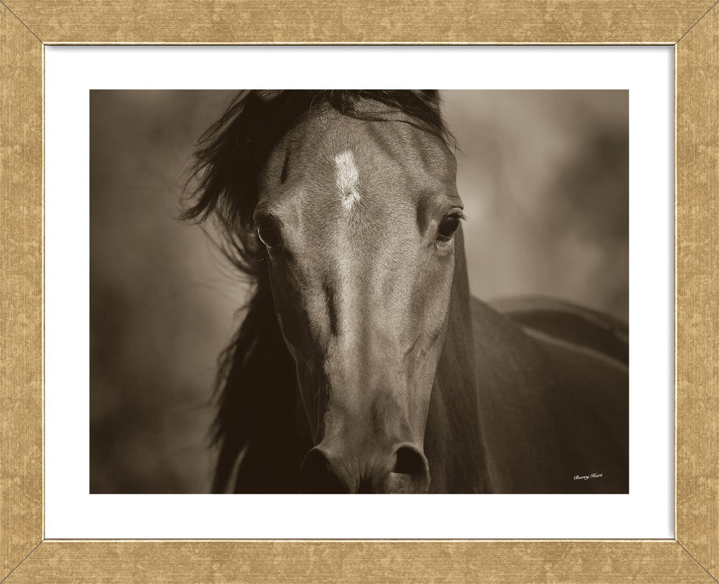 Dark Eyes (Framed) | McGaw Graphics