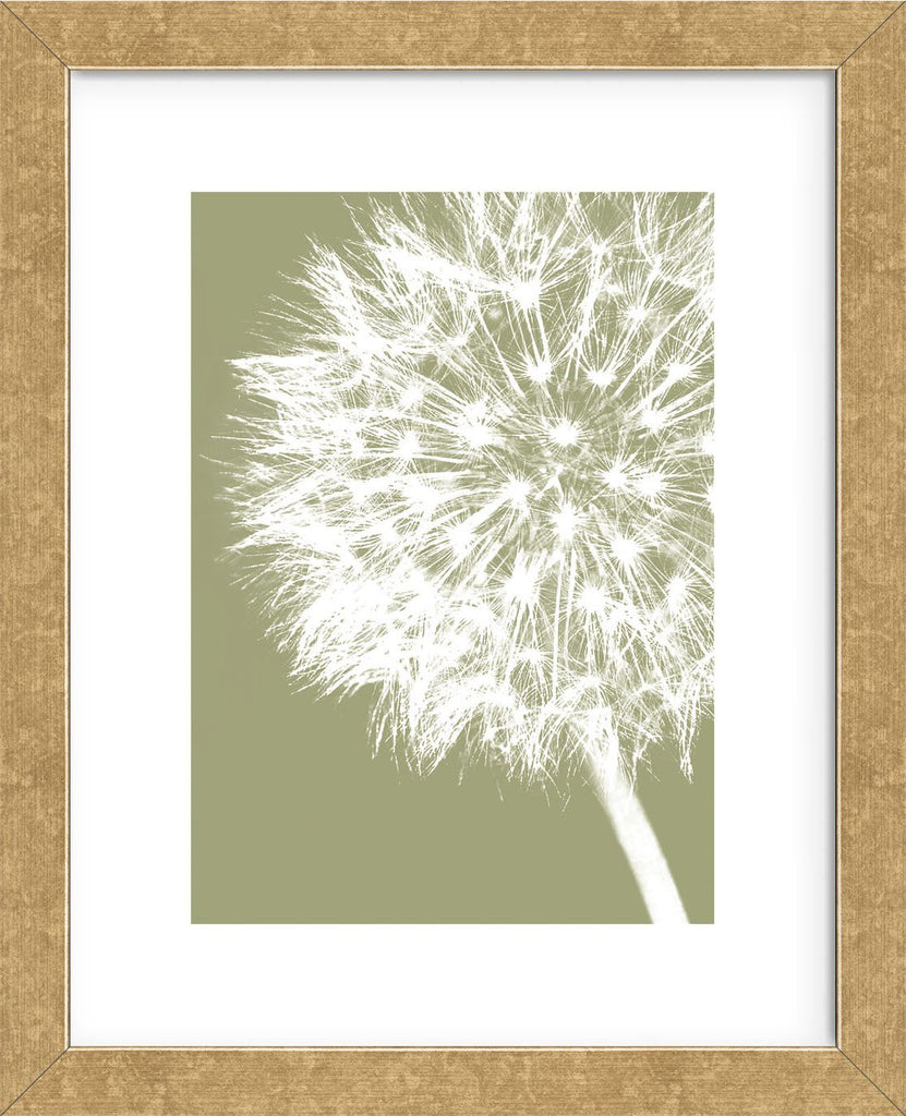 Dandelion Crop (khaki) (Framed) | McGaw Graphics
