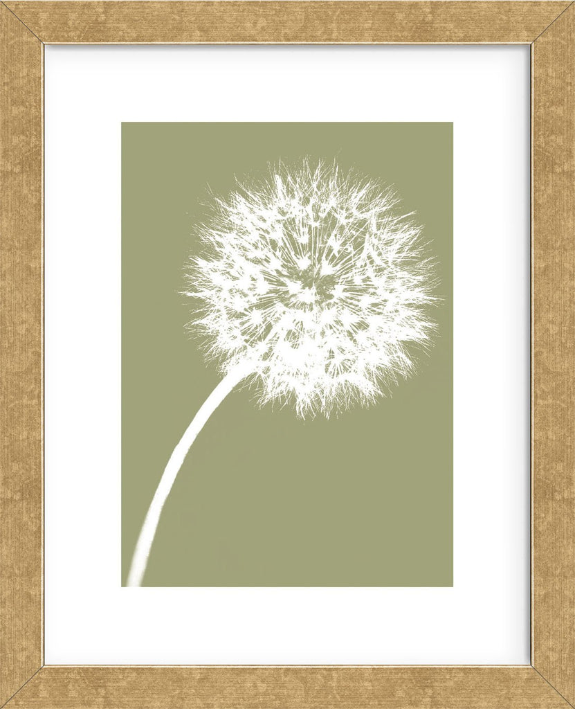 Dandelion Tilt (khaki) (Framed) | McGaw Graphics