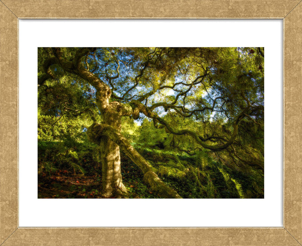 Japanese Maple (Framed) | McGaw Graphics