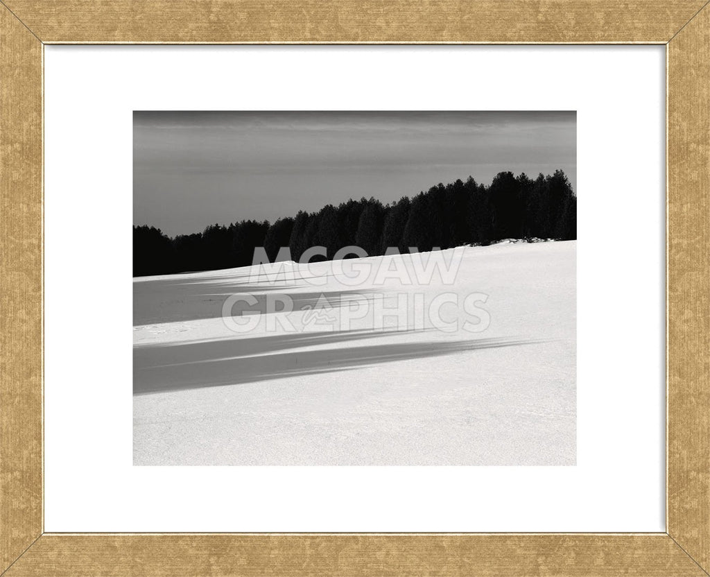 Tree, Study #7 (Framed) | McGaw Graphics