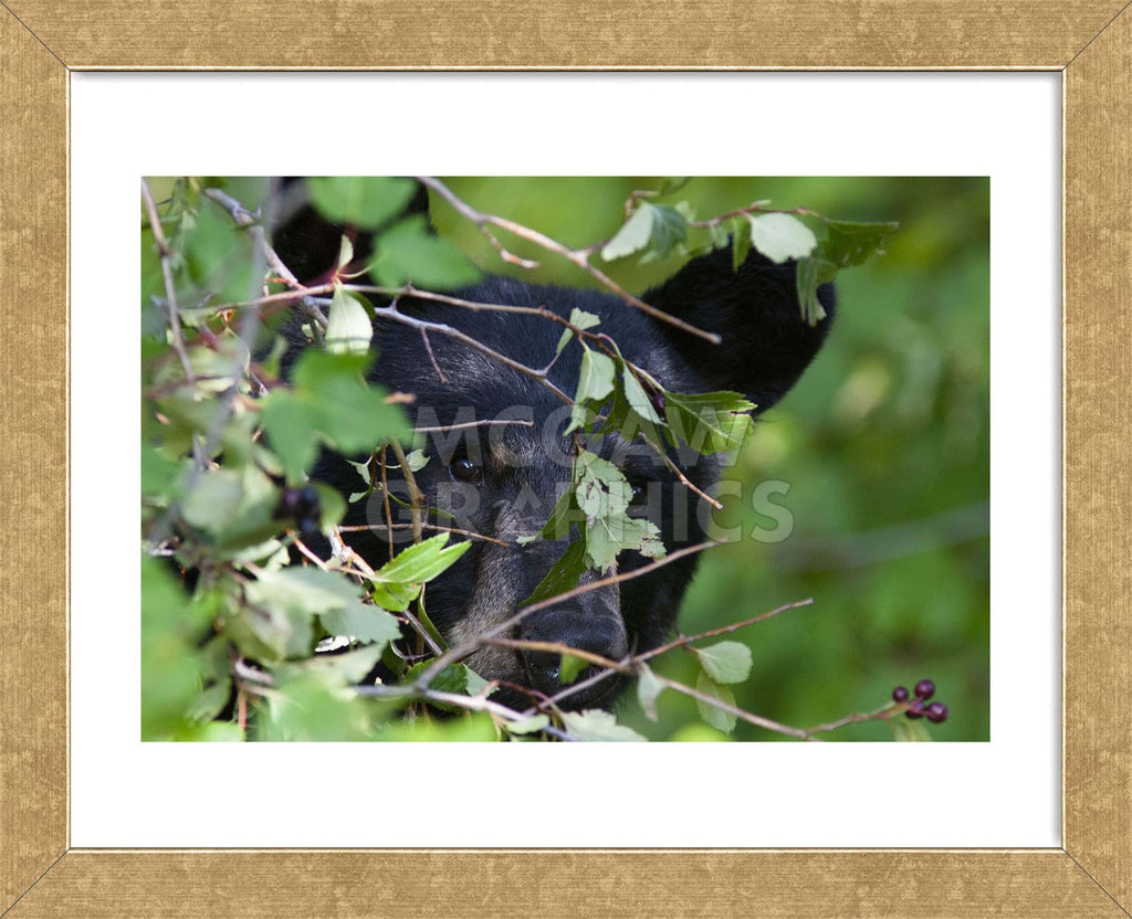 Glacier National Park Black Bear (Framed) | McGaw Graphics