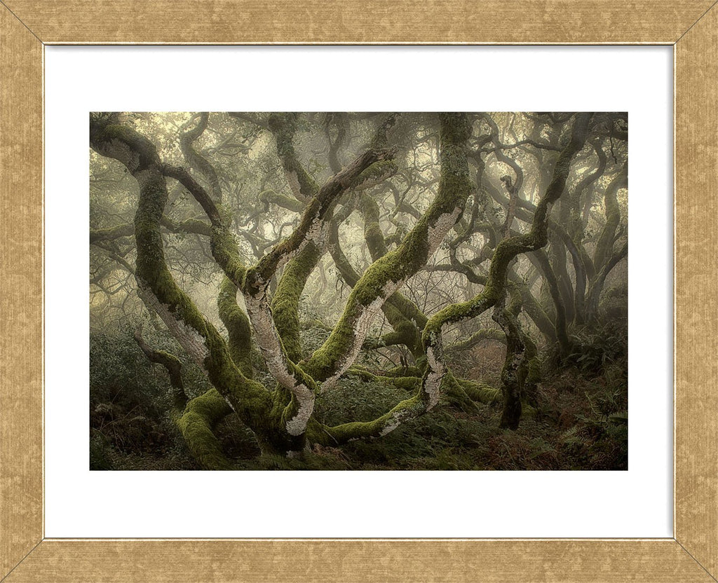 Flora’s Poise Fog Play (Framed) | McGaw Graphics