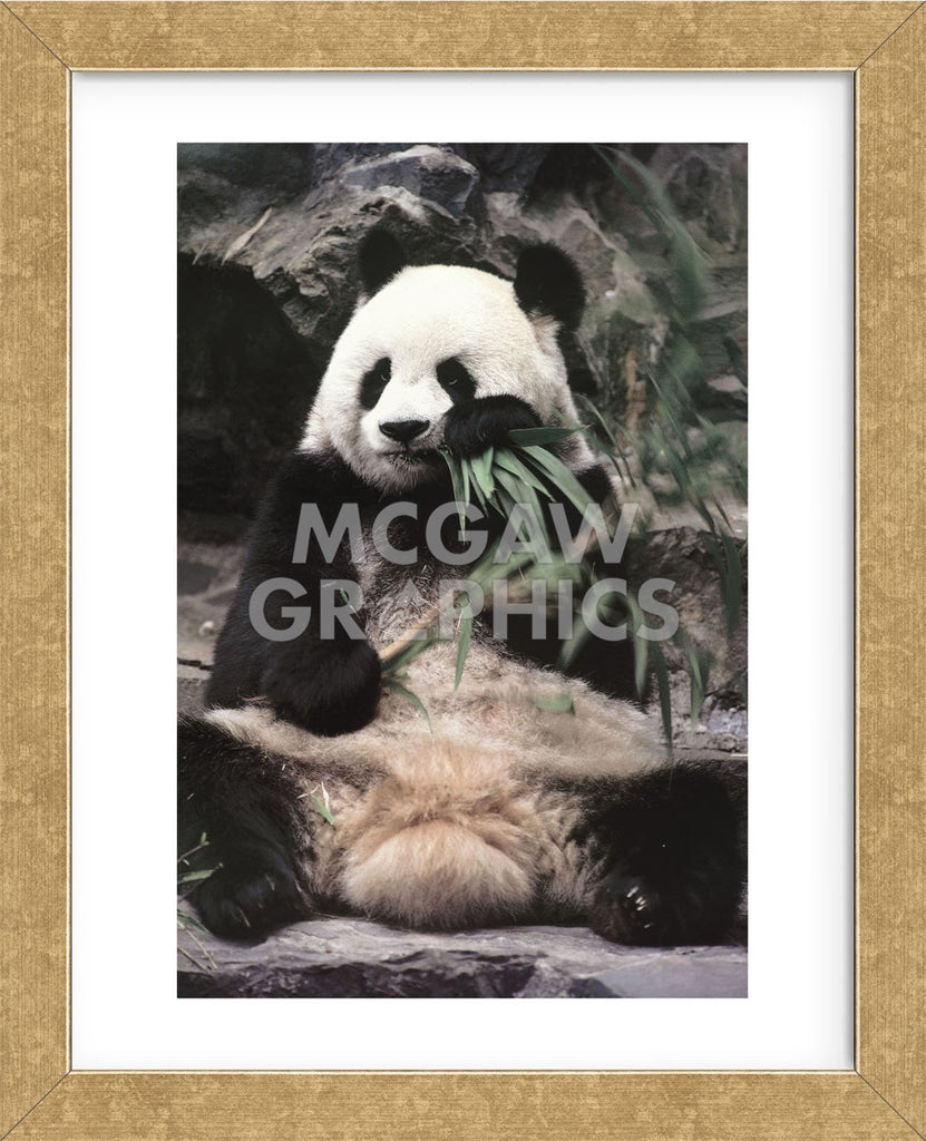 Giant Panda (Framed) | McGaw Graphics