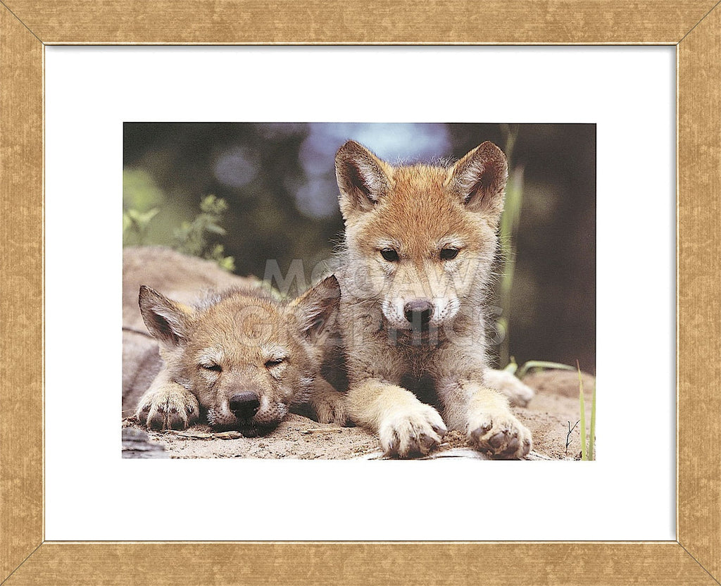 Spring Wolf Pups (Framed) | McGaw Graphics