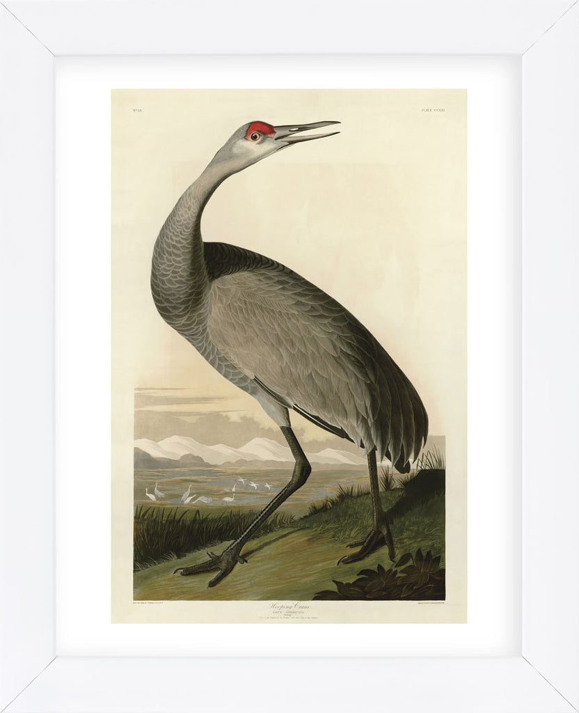 Hooping Crane (Framed) | McGaw Graphics