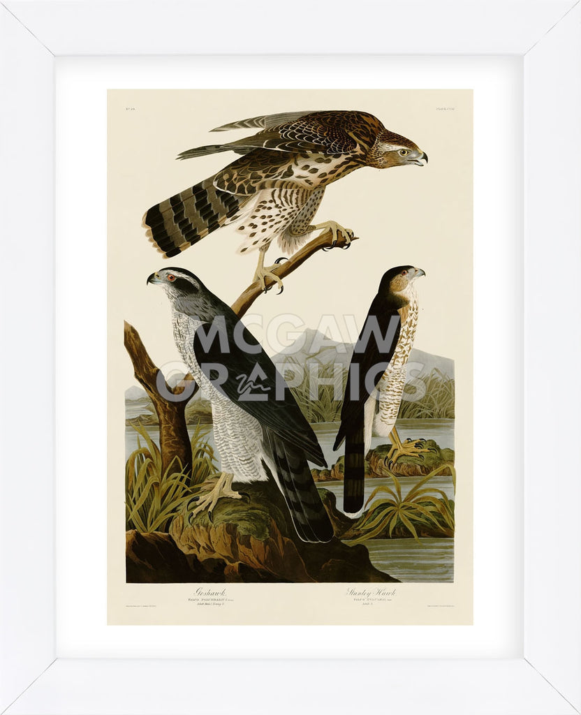 Goshawk and Stanley Hawk (Framed) | McGaw Graphics