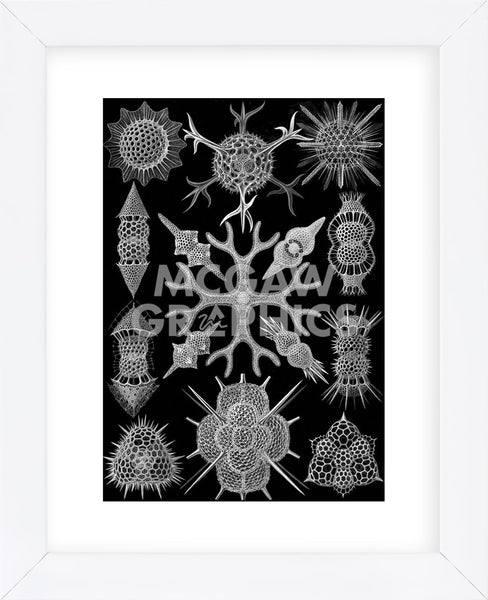 Microscopic Spumellaria (Framed) | McGaw Graphics